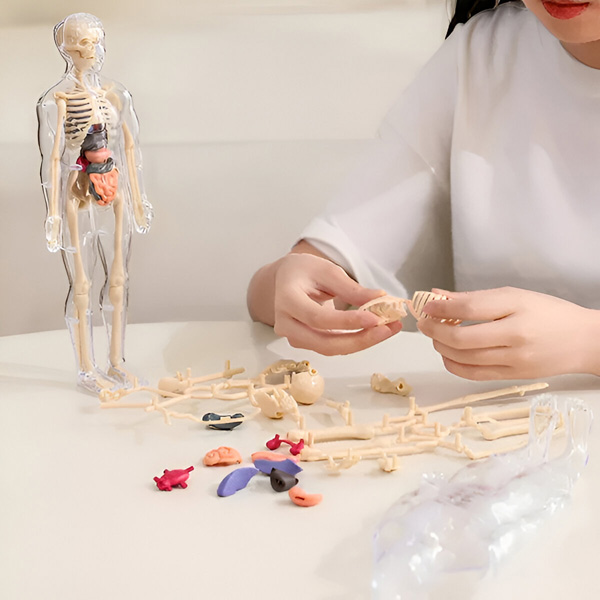 Modello di apprendimento dell’anatomia del corpo umano in 3D ...